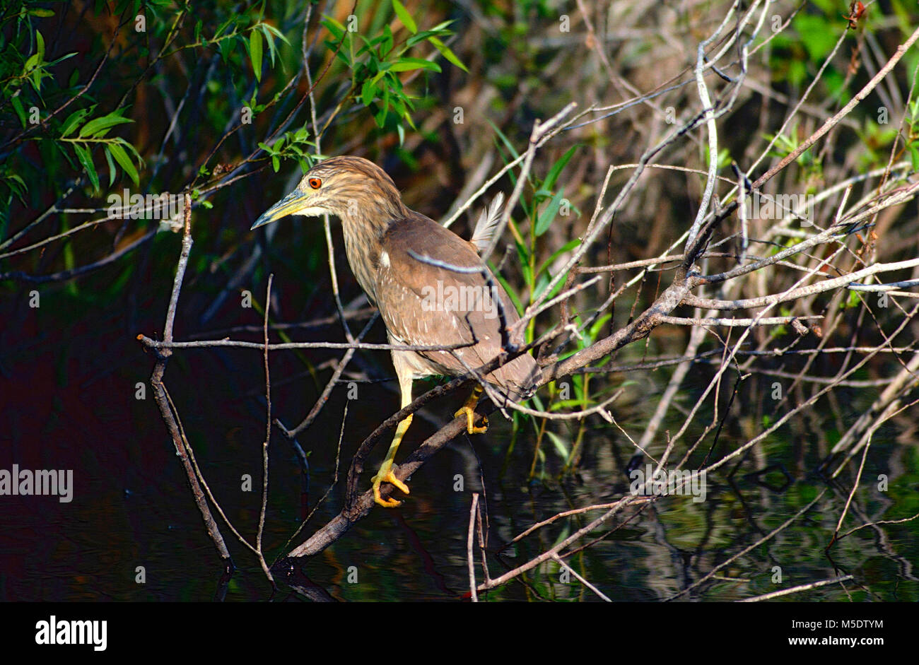 Black-crowned Night-Heron, Nycticorax nycticorax, Ardeidae, juvenile ...