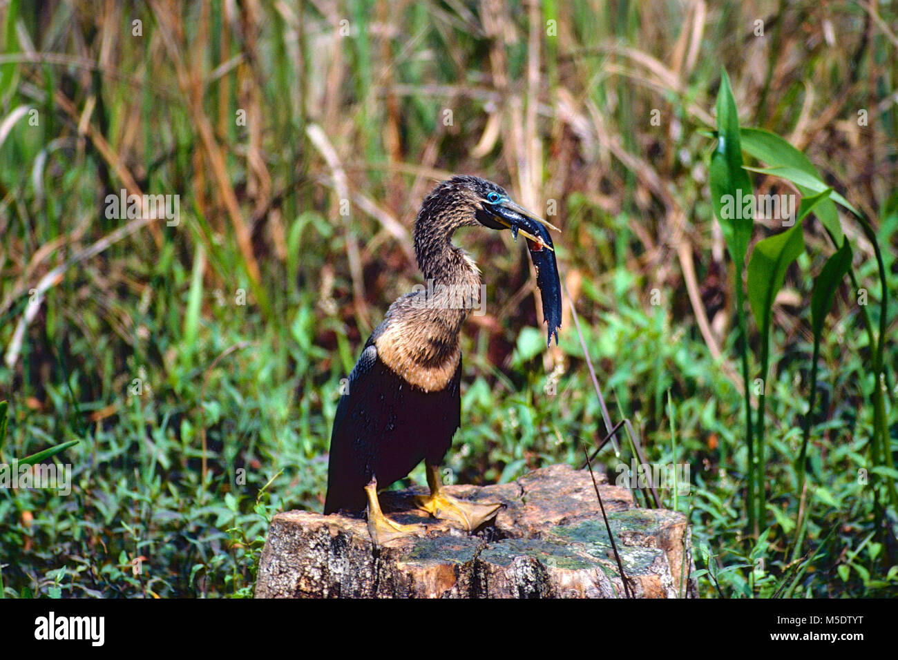 Female anhinga florida hi-res stock photography and images - Alamy