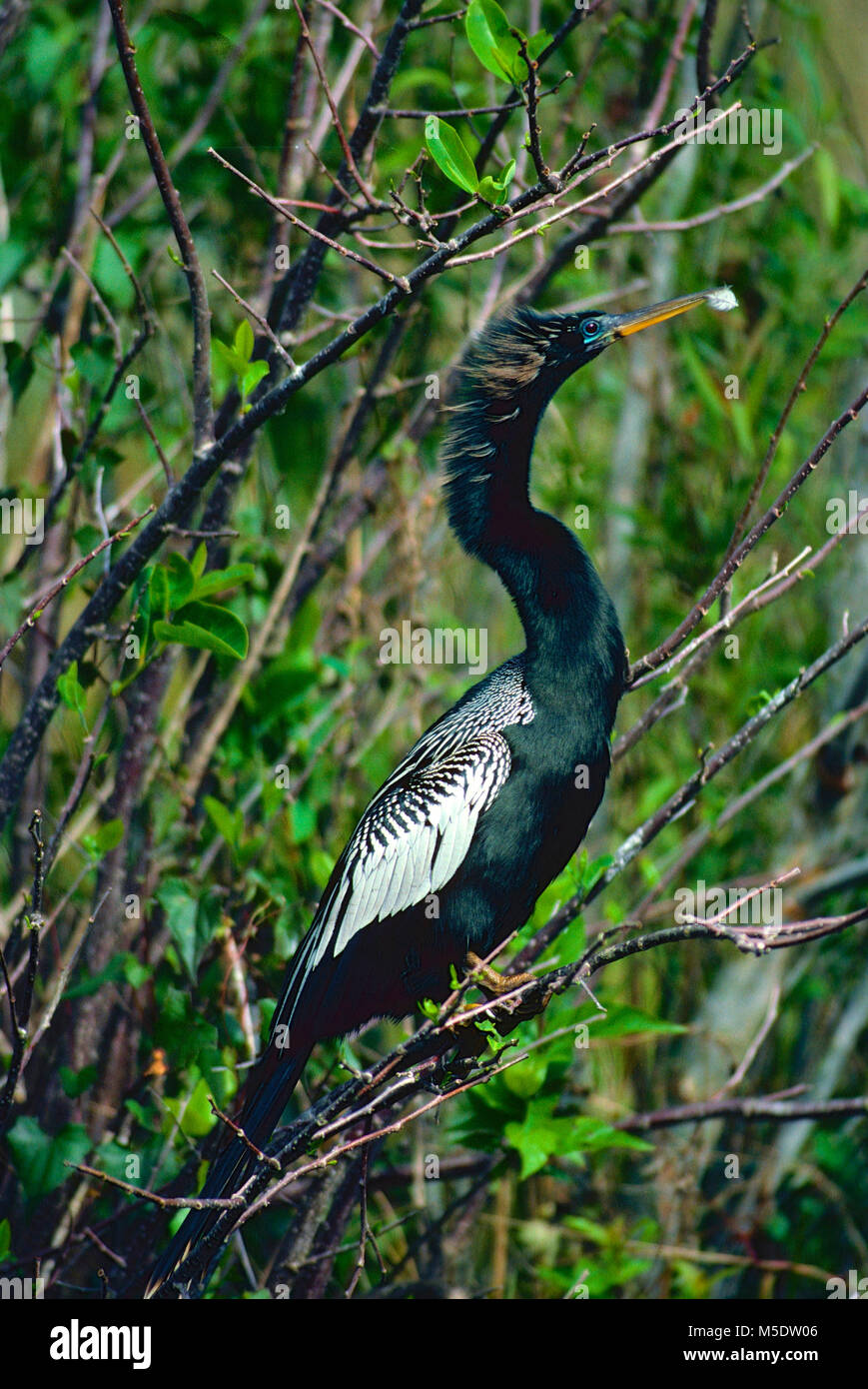 Anhinga, Anhinga anhinga, Anhingidae, male, bird, animal, Anhinga trail ...
