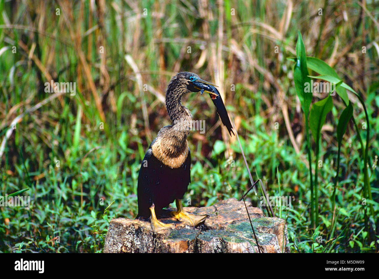 Anhinga, Anhinga anhinga, Anhingidae, female, swallowing catfish, bird ...