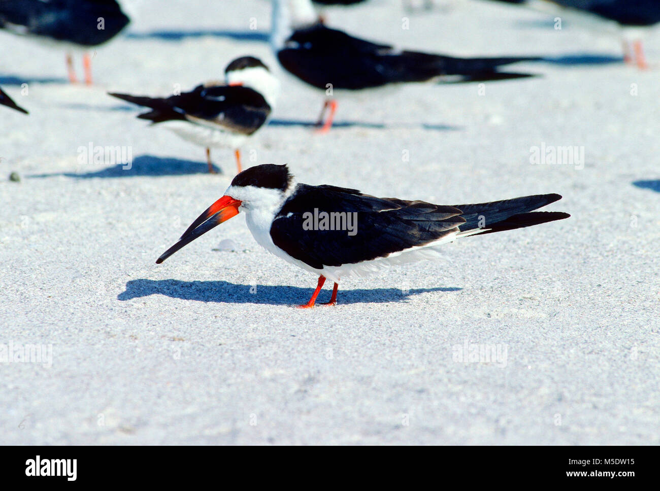 Skimmer bird hi-res stock photography and images - Alamy