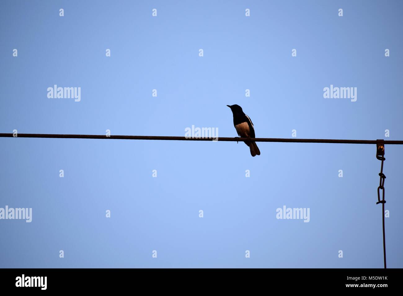 Sparrow sitting on Power Line Stock Photo - Alamy