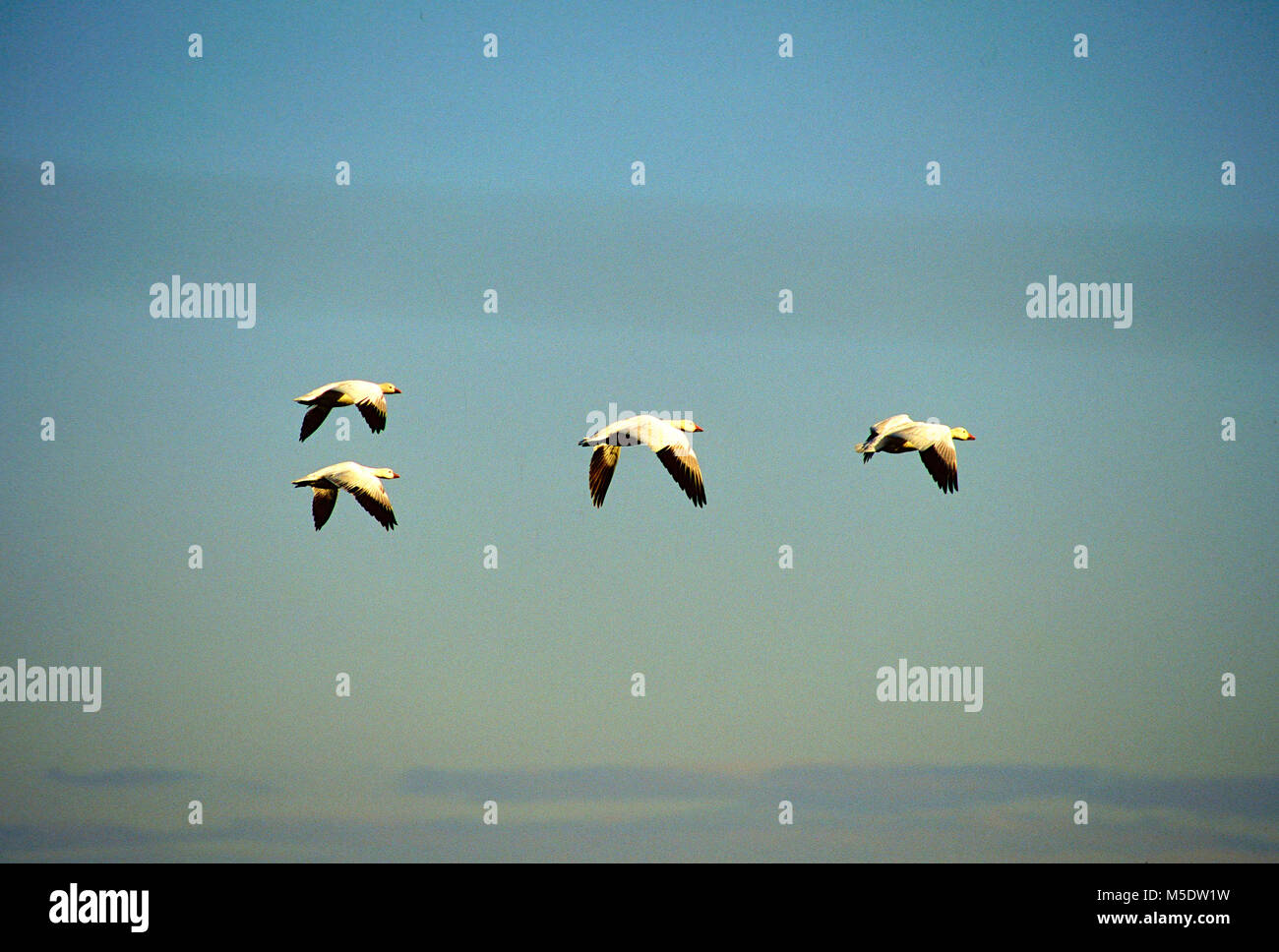 Chen rossi hi-res stock photography and images - Alamy