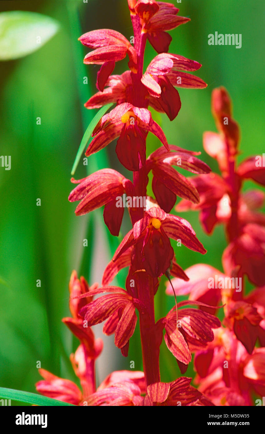 Striped Coralroot, Corallorhiza striata, Orchidaceae, Orchid, blooming ...