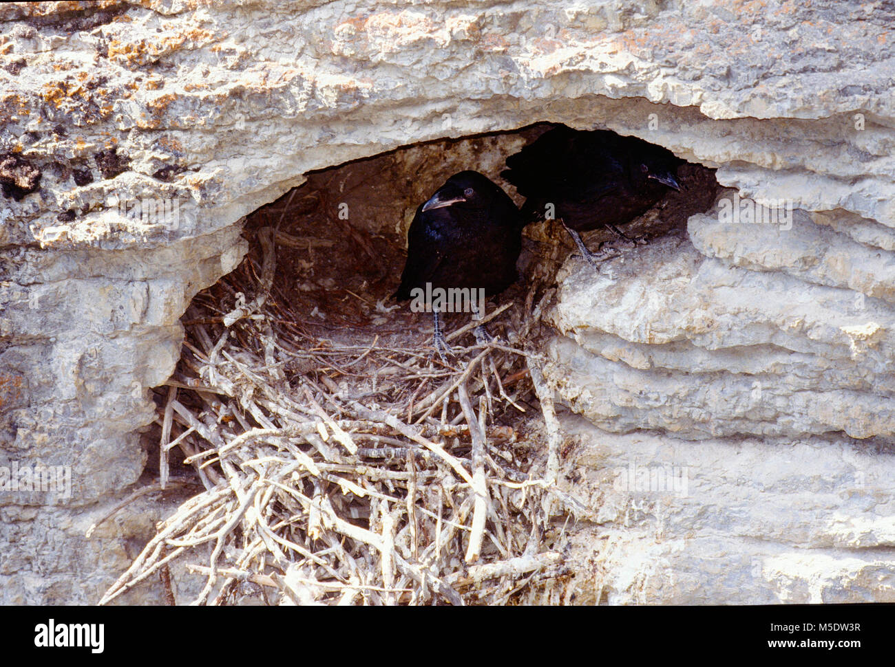Common Raven, Corvus corax, Corvidae, Raven, nestling, about to leave ...