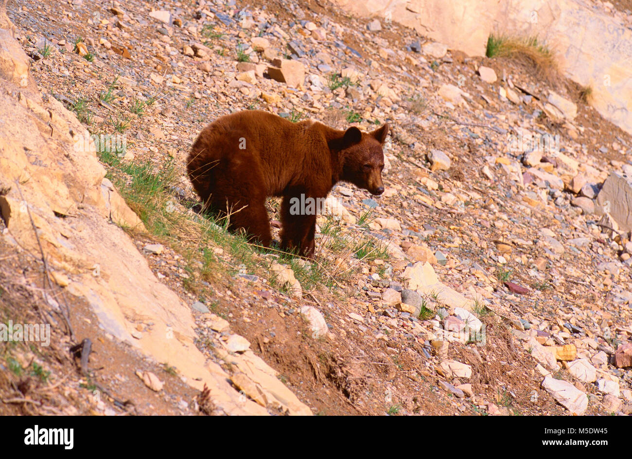 Redbrown mutant hi-res stock photography and images - Alamy