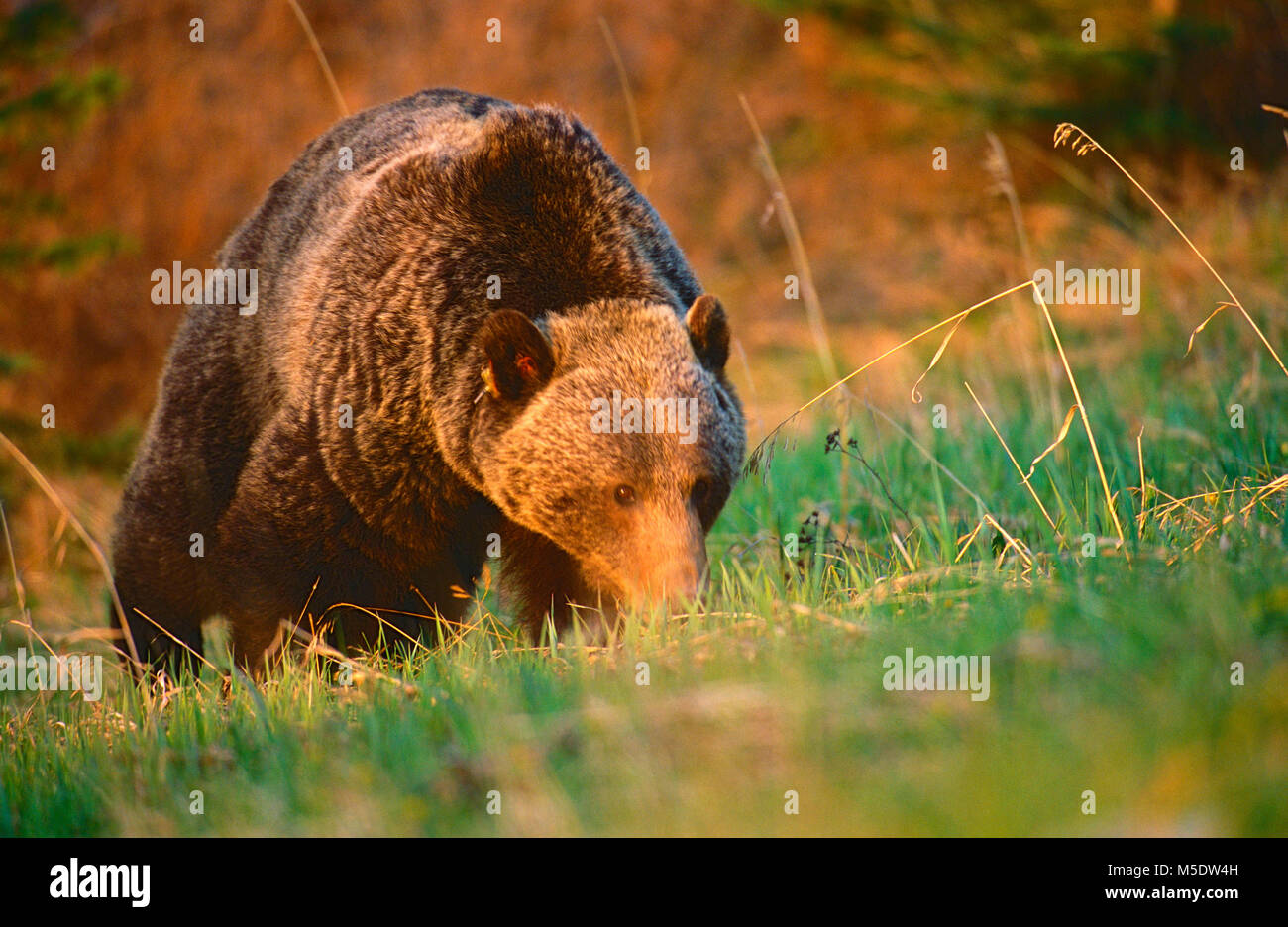 Grizzly Bear, Ursus arctos, Ursidae, Bear, tagged, mammal, animal ...