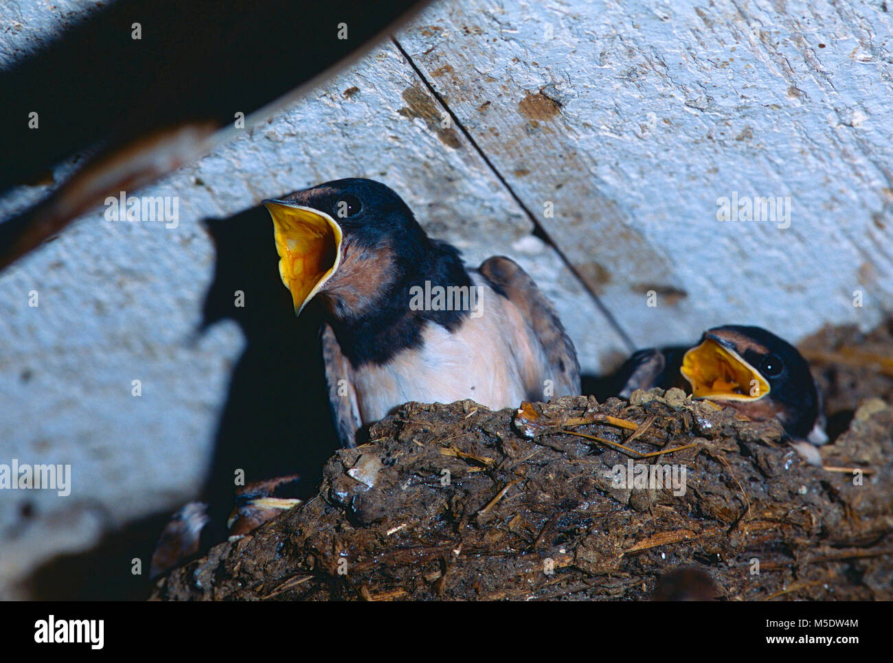 Barn Swallow, Hirundo rustica, Hirundinidae, Swallow, nestling, begging ...