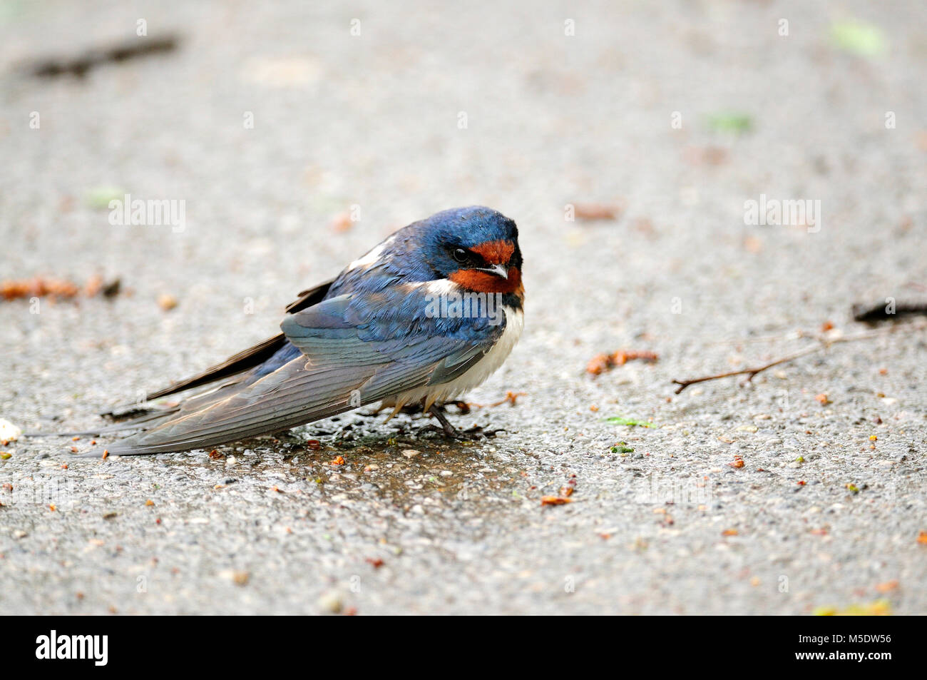 Barn Swallow, Hirundo rustica, Hirundinidae, Swallow, in the rain, bird ...