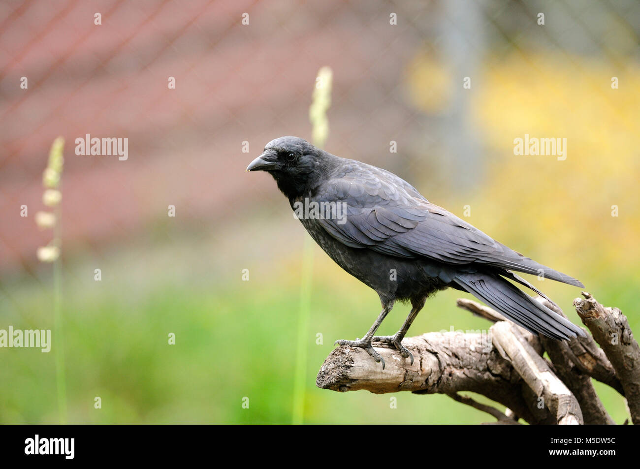 Corvus americanus hi-res stock photography and images - Alamy