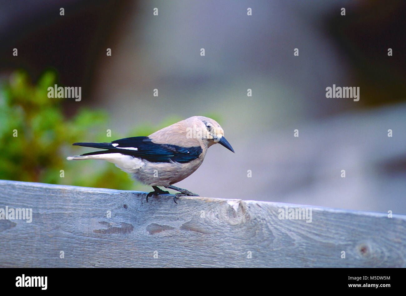 Clark's Nutcracker, Nucifraga columbiana, Corvidae, Nutcracker ...