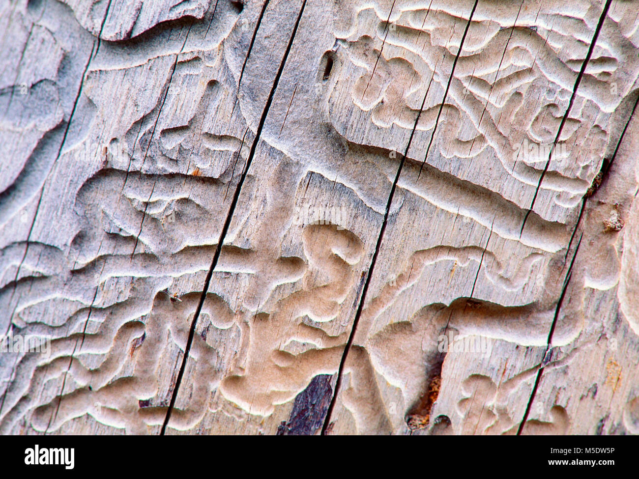 Bork beetle, Scolytinae spec., Curculionidae, beetle, breeding system ...