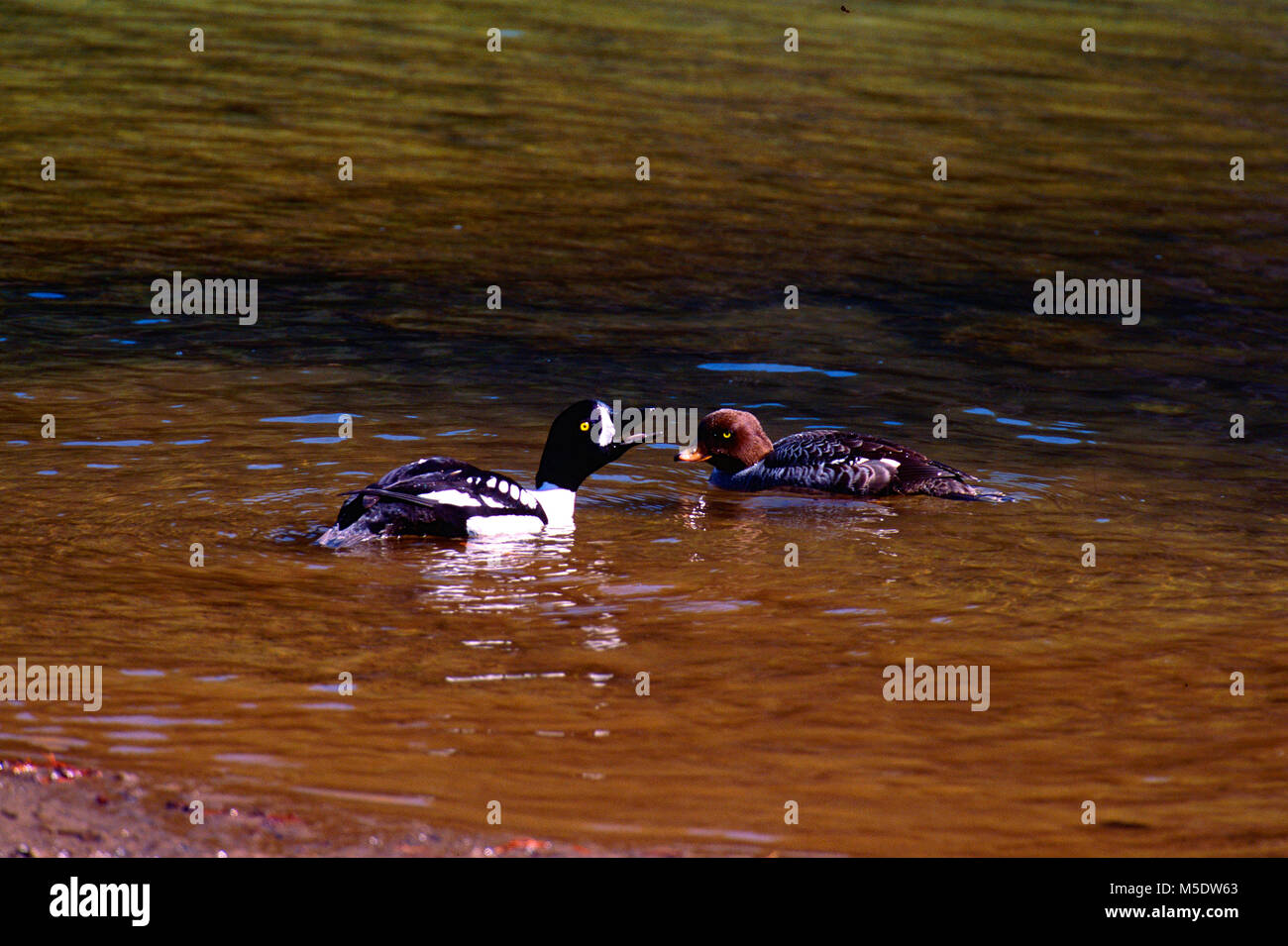 Barrow's Goldeneye, Bucephala islandica, Anatidae, couple, display ...