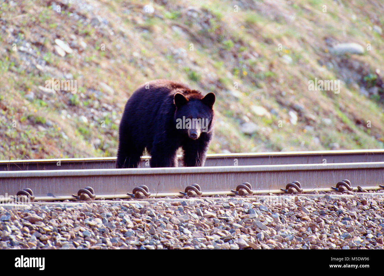 Black Bear, Ursus americanus, Ursidae, Bear, mammal, animal, on railway ...