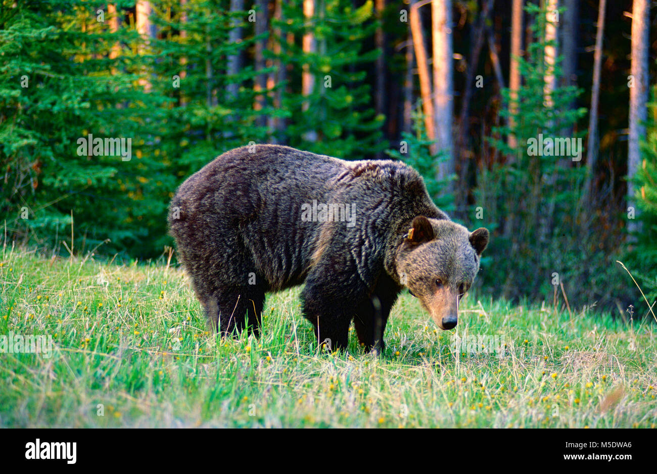 Grizzly Bear, Ursus arctos, Ursidae, tagged, Bear, mammal, animal ...