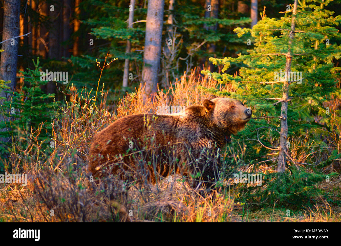 Grizzly Bear, Ursus arctos, Ursidae, tagged, Bear, mammal, animal ...