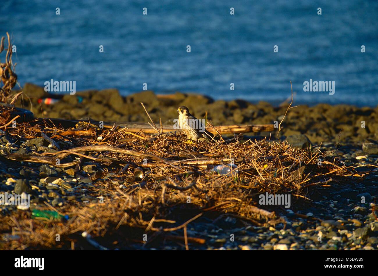 Peregrin Falcon, Falco peregrinus, Falconidae, Falcon, bird of prey ...