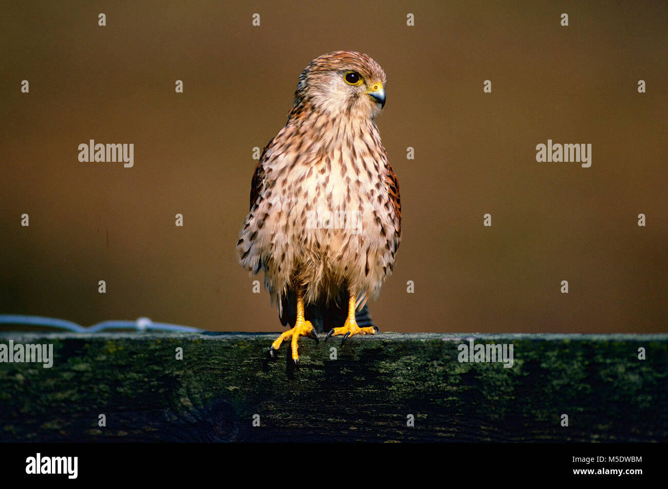 Kestrel bird hi-res stock photography and images - Alamy