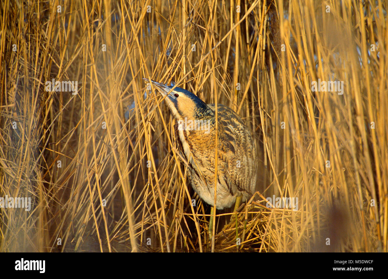 Eurasian Bittern, Botaurus stellaris, Ardeidae, heron, Bittern, bird ...