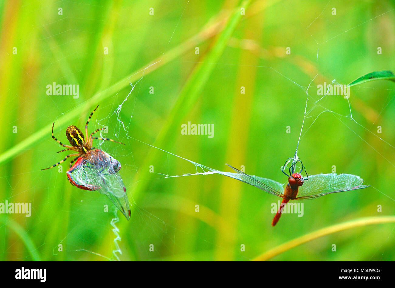 Wasp spider, Argiope bruennichi, Araneidae, spider, spider web, prey ...