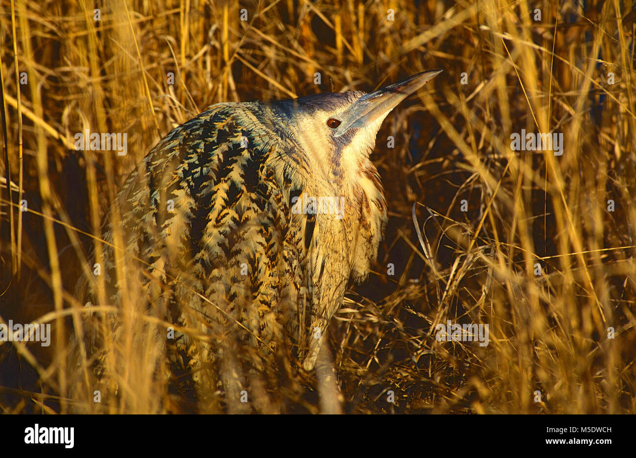 Eurasian Bittern, Botaurus stellaris, Ardeidae, heron, Bittern, bird ...