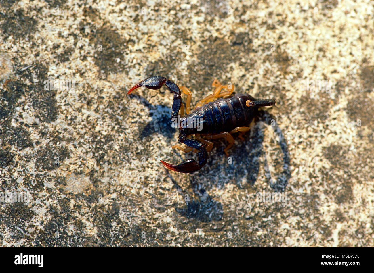 European yellow tailed scorpion hi-res stock photography and images - Alamy