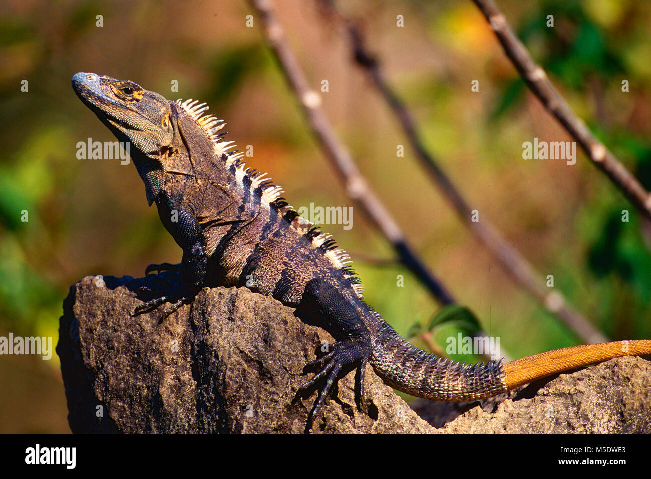 Black spiny tailed iguana ctenosaura similis hi-res stock photography ...