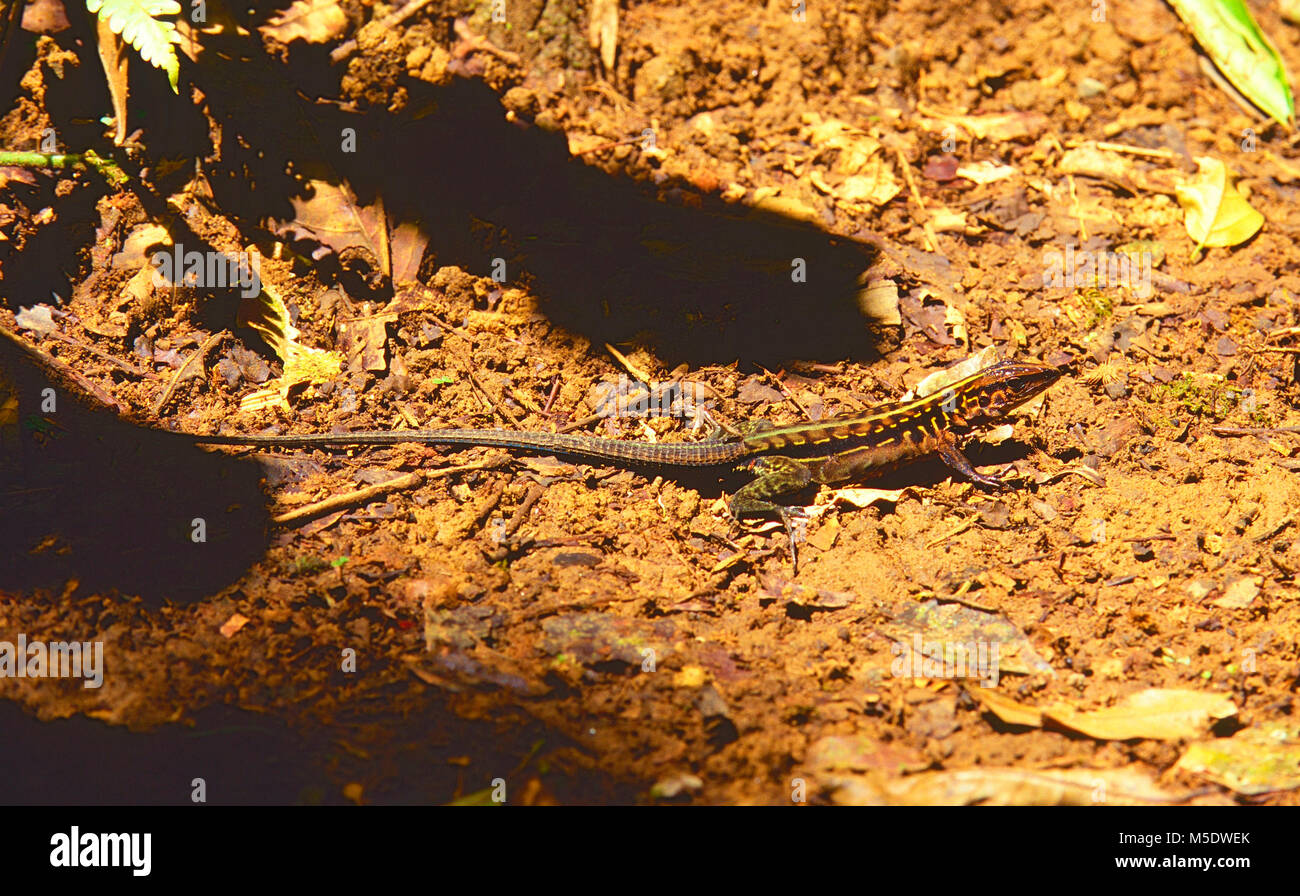 Central American whiptail, Ameiva festiva, Teiidae, whiptail, lizard ...