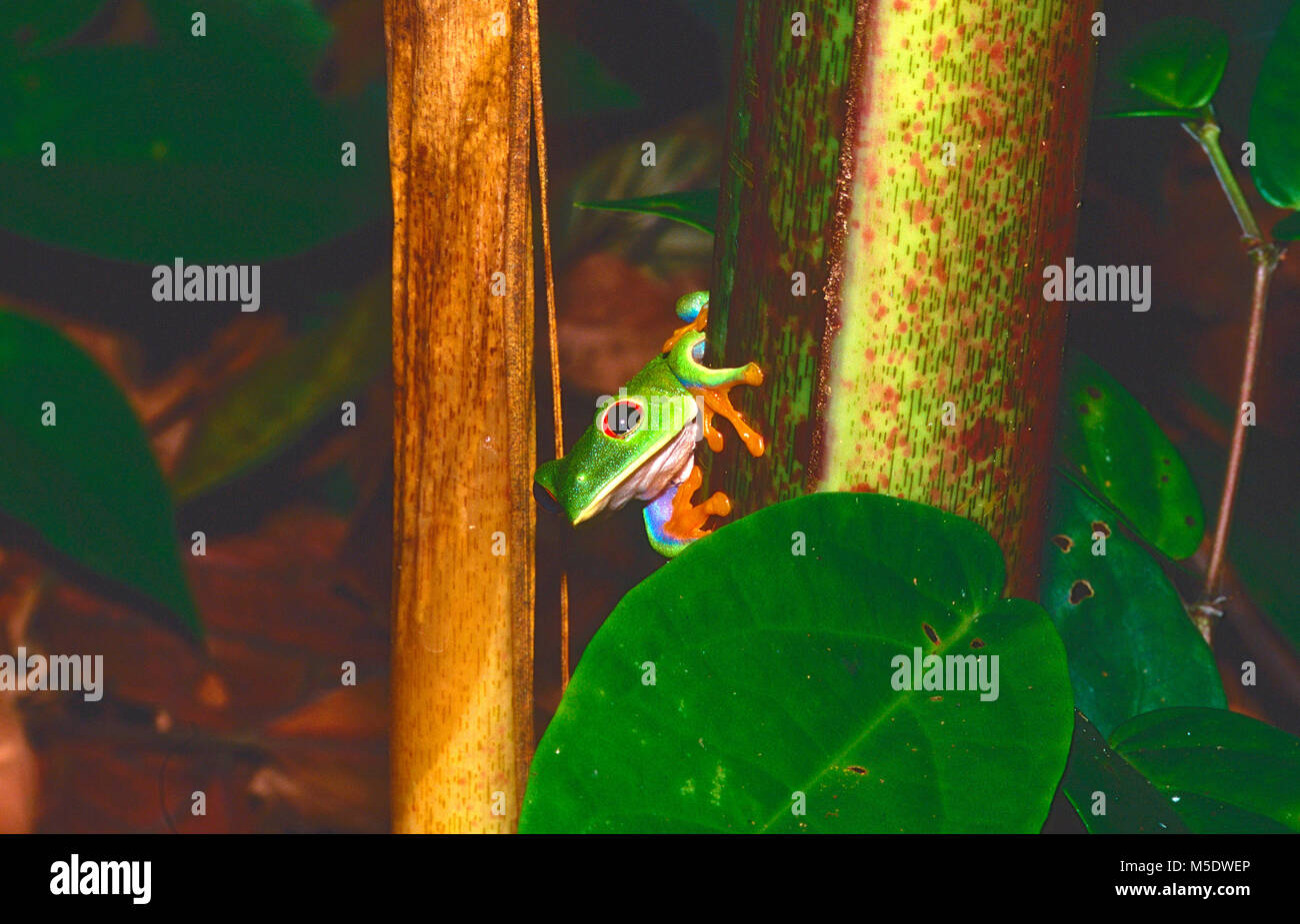 Red-eyed tree frog, Agalchymis collidryas, Phyllomedusidae, frog, tree ...