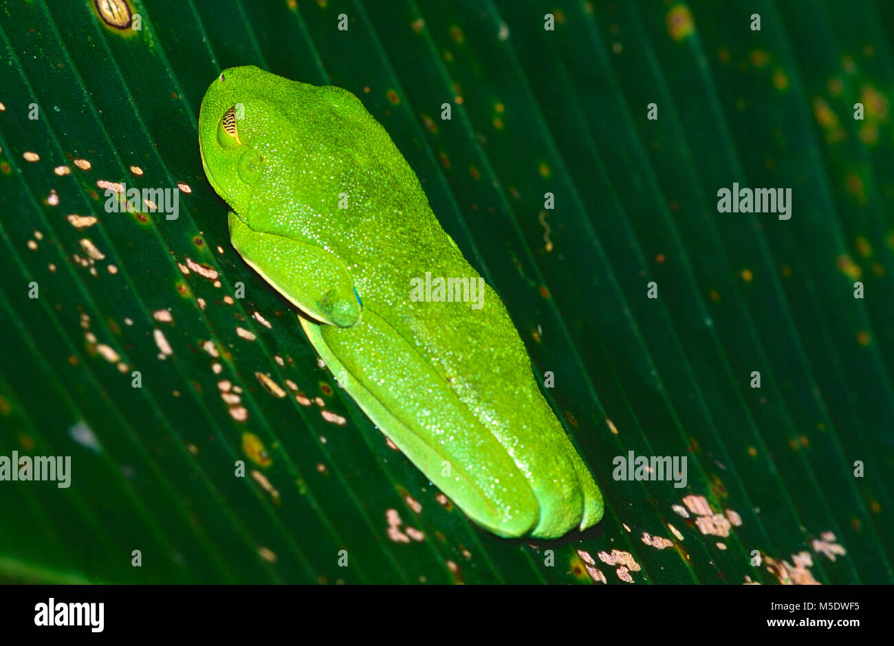 Red-eyed tree frog, Agalchymis collidryas, Phyllomedusidae, frog, tree ...
