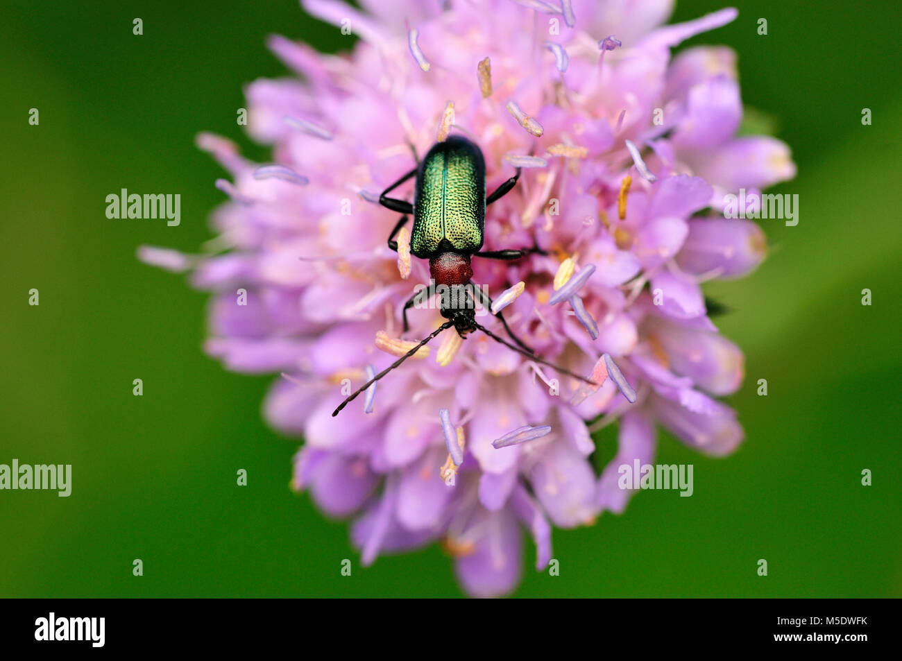 Cereal leaf beetle, Oulema melanopus, Chrysomelidae, Leaf beetle ...