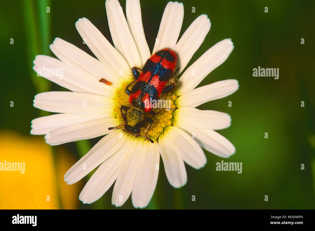 Bee beetle, Trichodes apiarius, Cleridae, Beetle, oxeye daisy flower ...