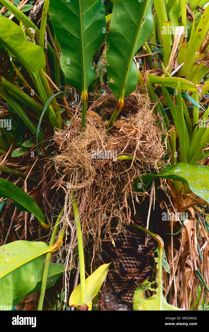Granandensis hi-res stock photography and images - Alamy