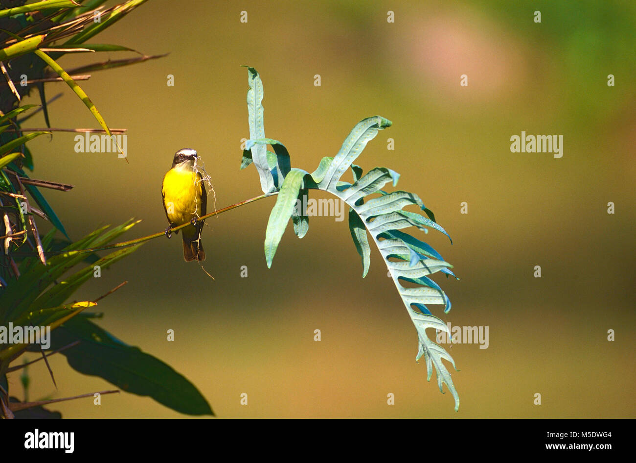 Grey-capped Flycatcher, Myiozetetes granadensis, Tyrannidae, Flycatcher ...
