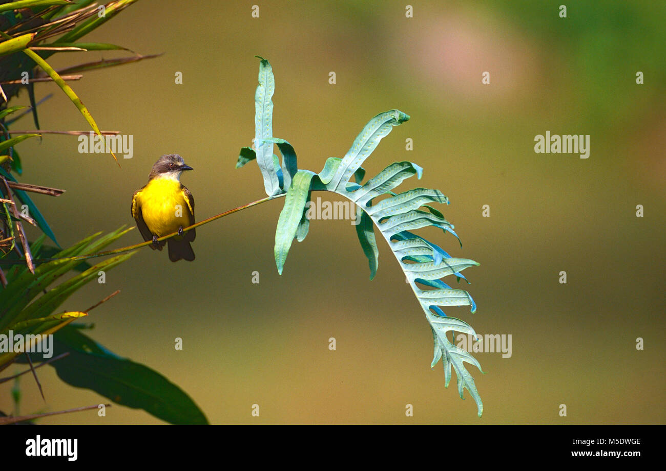Grey-capped Flycatcher, Myiozetetes granadensis, Tyrannidae, Flycatcher ...