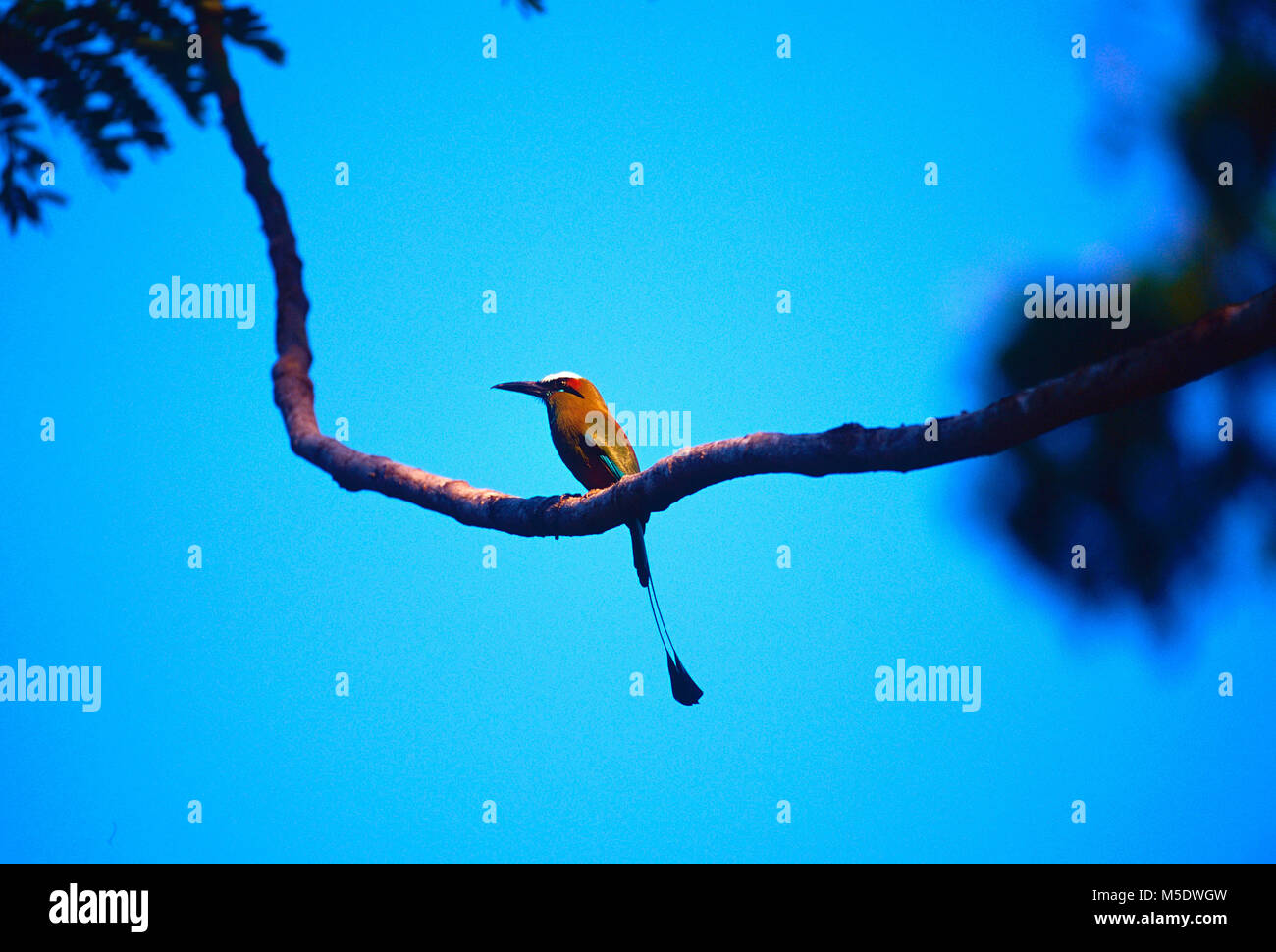 Motmot bird hi-res stock photography and images - Alamy