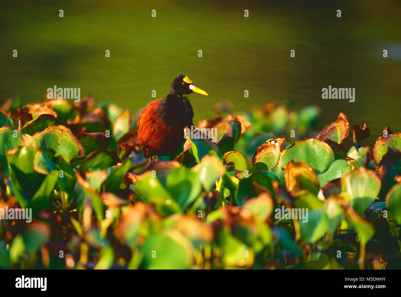 Northern Jacana, Jacana spinosa, Jacanidae, Jacana, bird, animal ...