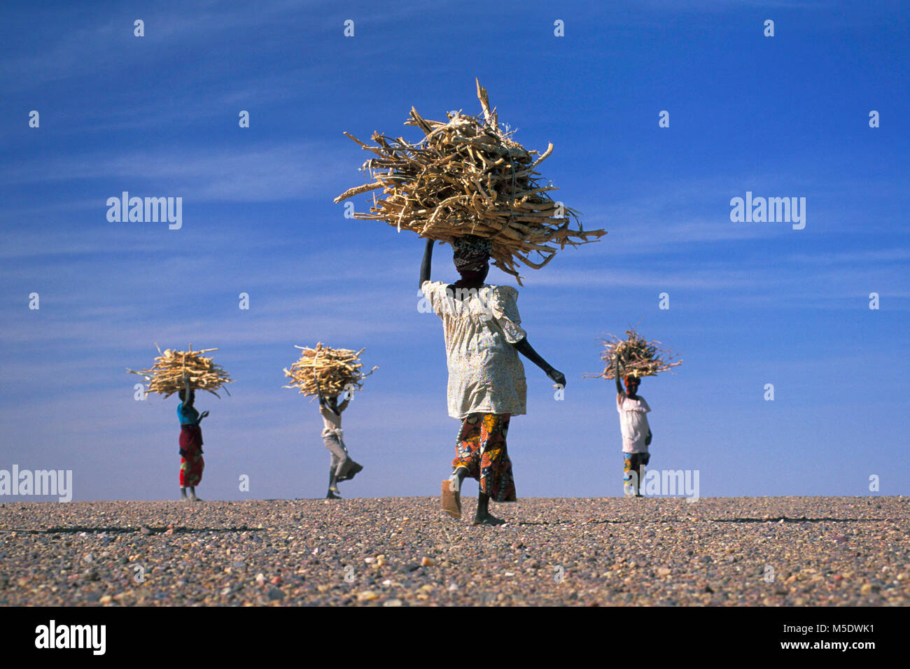 Niger. Agadez. Sahara desert. Sahel. Women transporting fire wood Stock ...