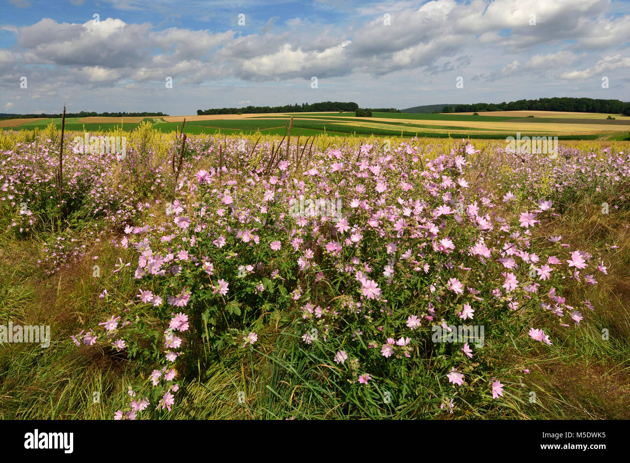 Wildflower strip, Common Mallow, Malva sylvestris, Malvaceae, flowers ...