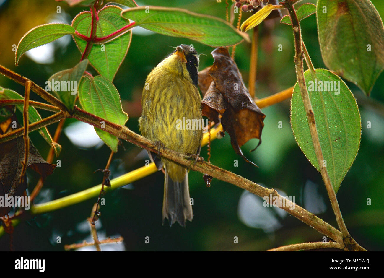 Sooty-capped Bush-Tanager, Chlorospinus pileatus, Thraupidae, Tanager ...