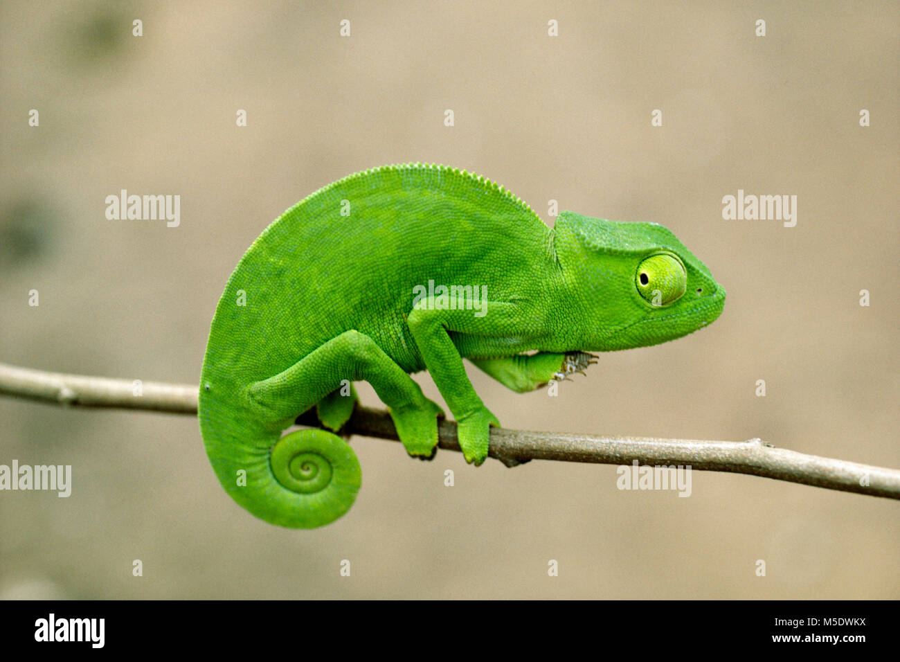 Sahel Chameleon High Resolution Stock Photography and Images - Alamy
