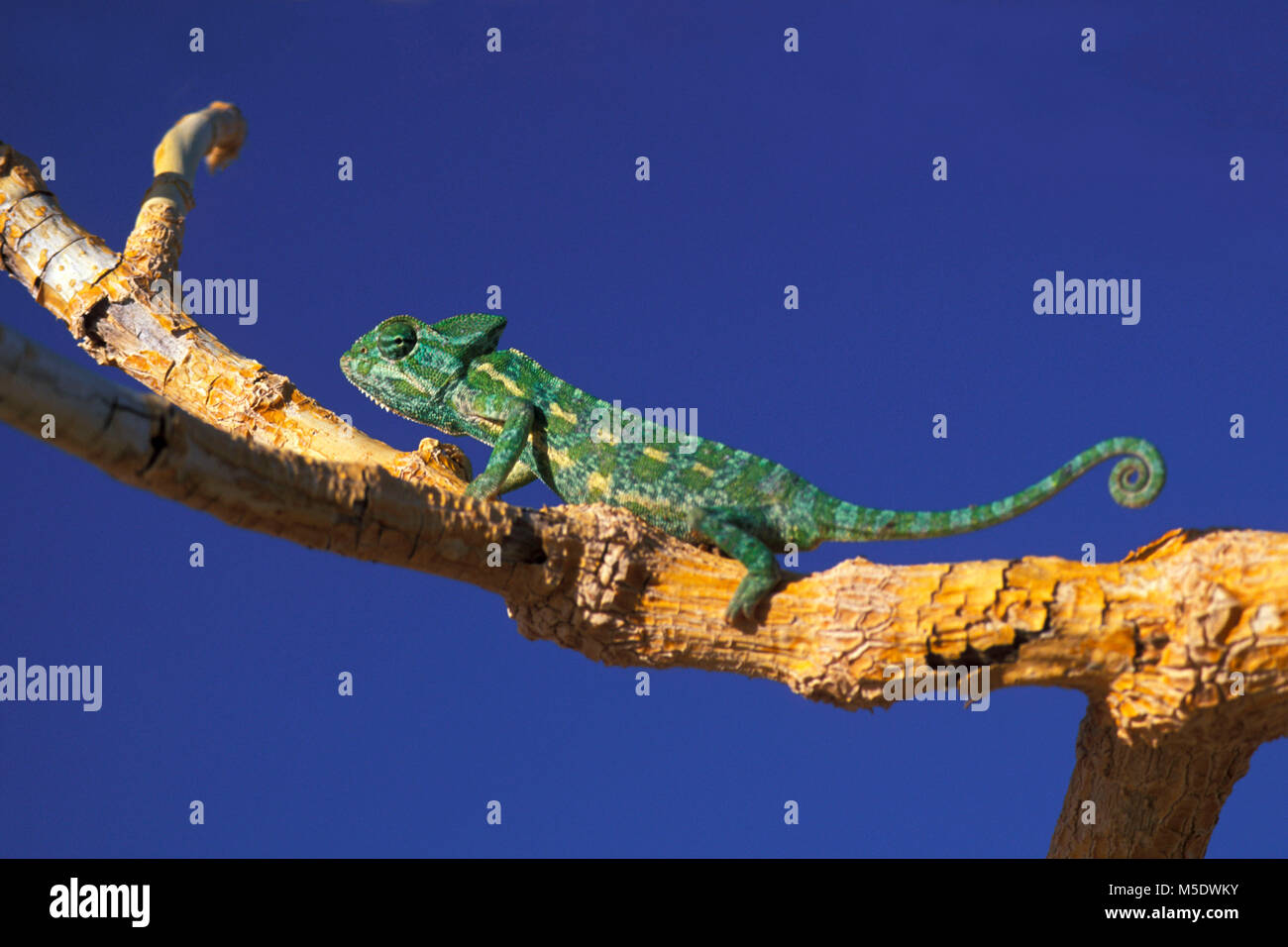 Niger. Agadez. Sahara desert. Sahel. Chameleon Stock Photo - Alamy