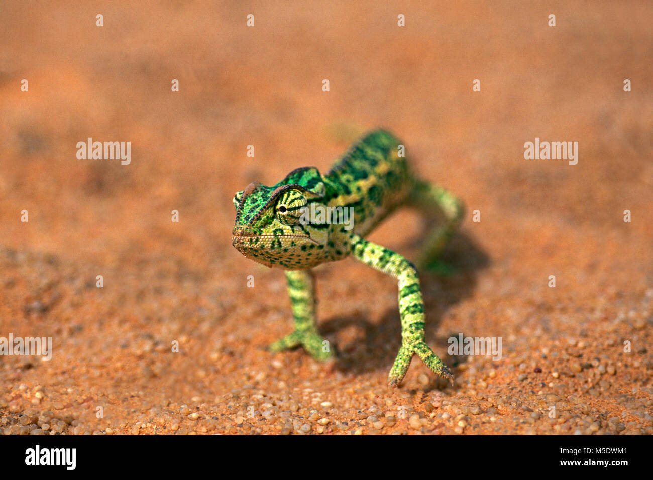 Niger. Agadez. Sahara desert. Sahel. Chameleon Stock Photo - Alamy