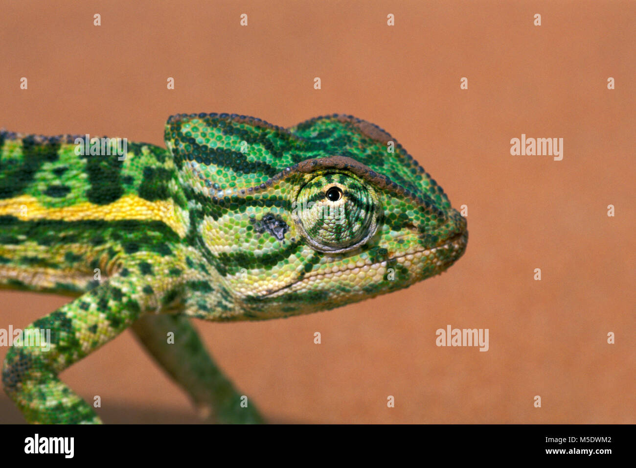 Niger. Agadez. Sahara desert. Sahel. Chameleon Stock Photo - Alamy
