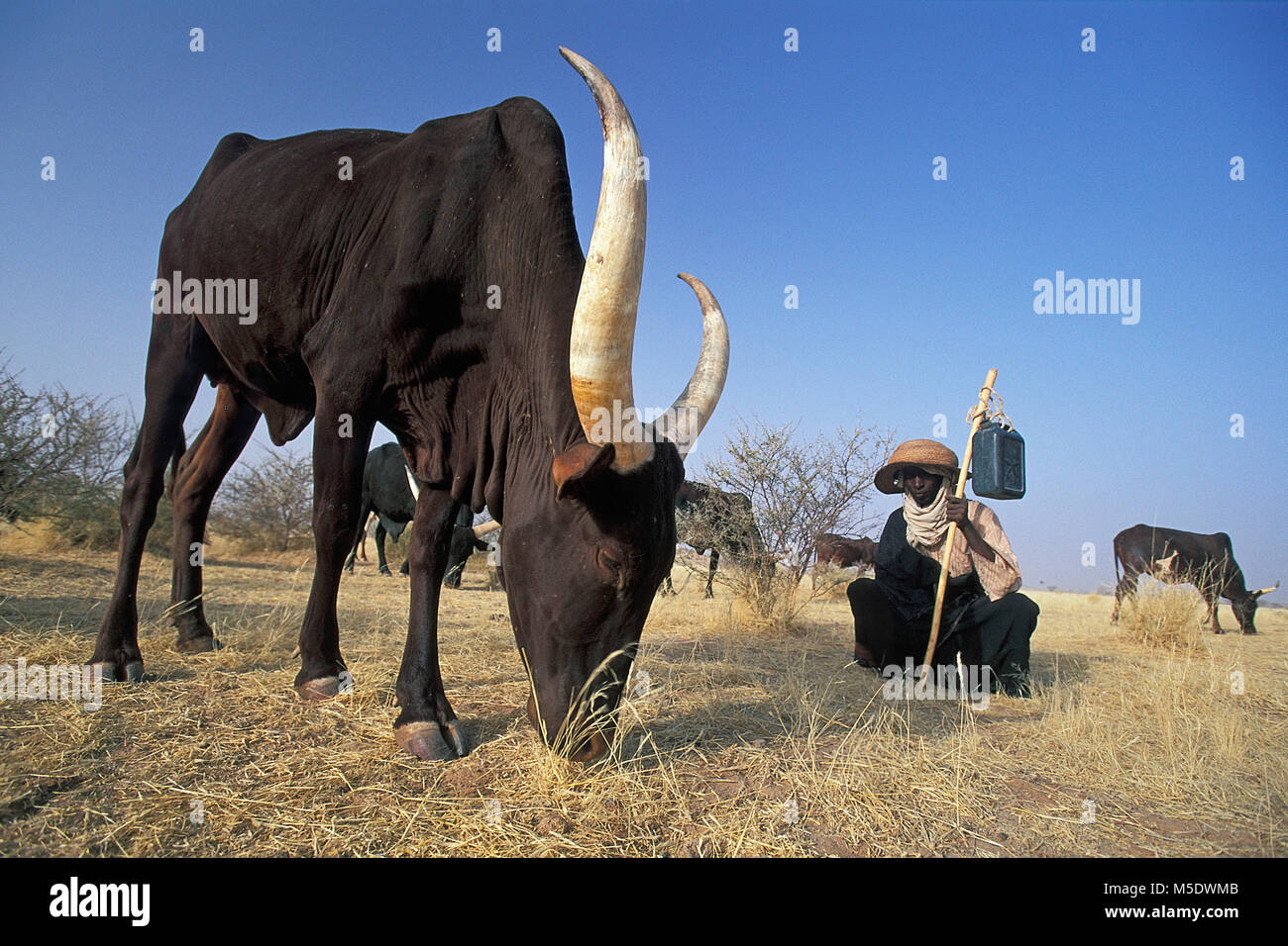 Fulani cattle hi-res stock photography and images - Alamy