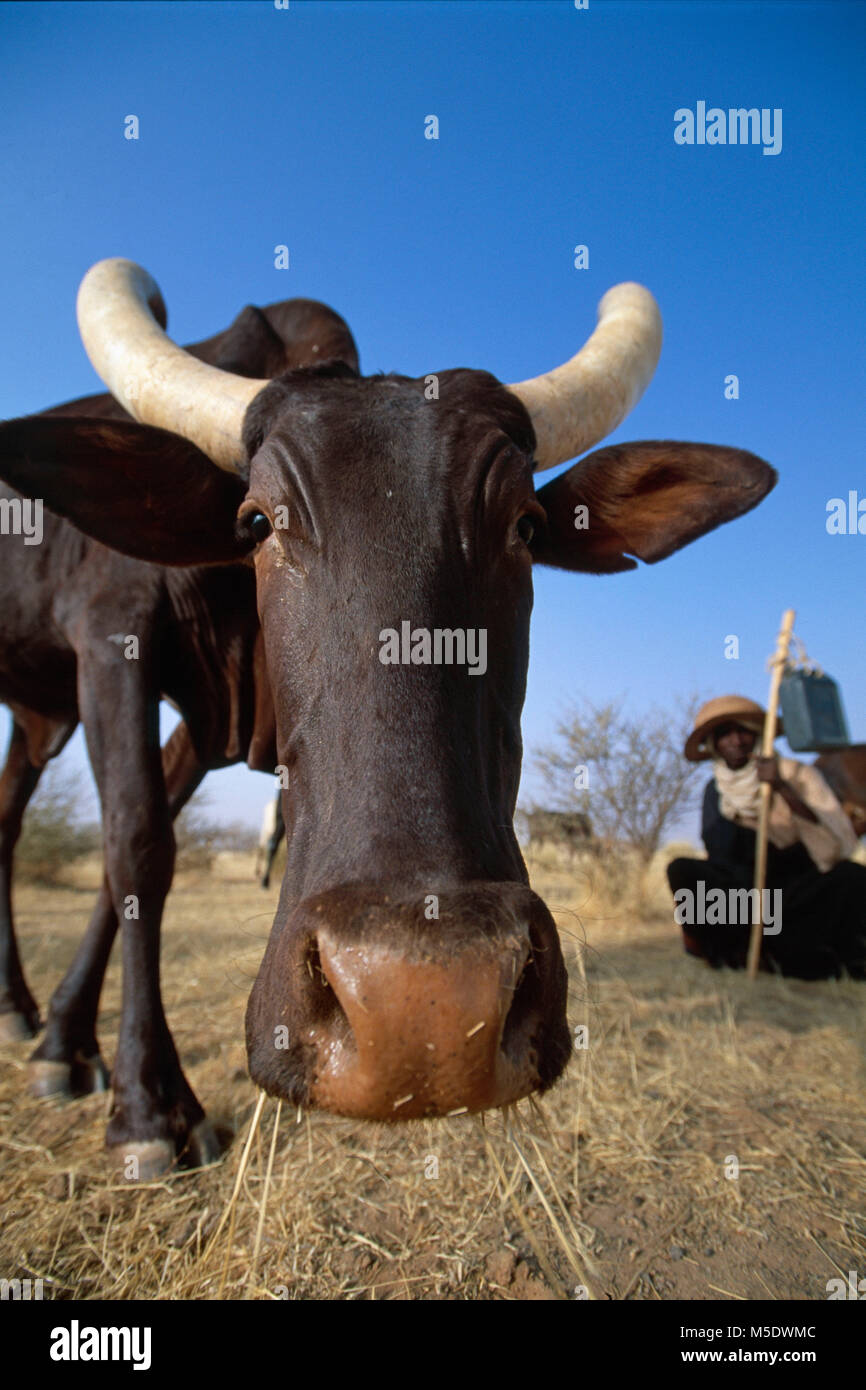 Fulani cattle hi-res stock photography and images - Alamy