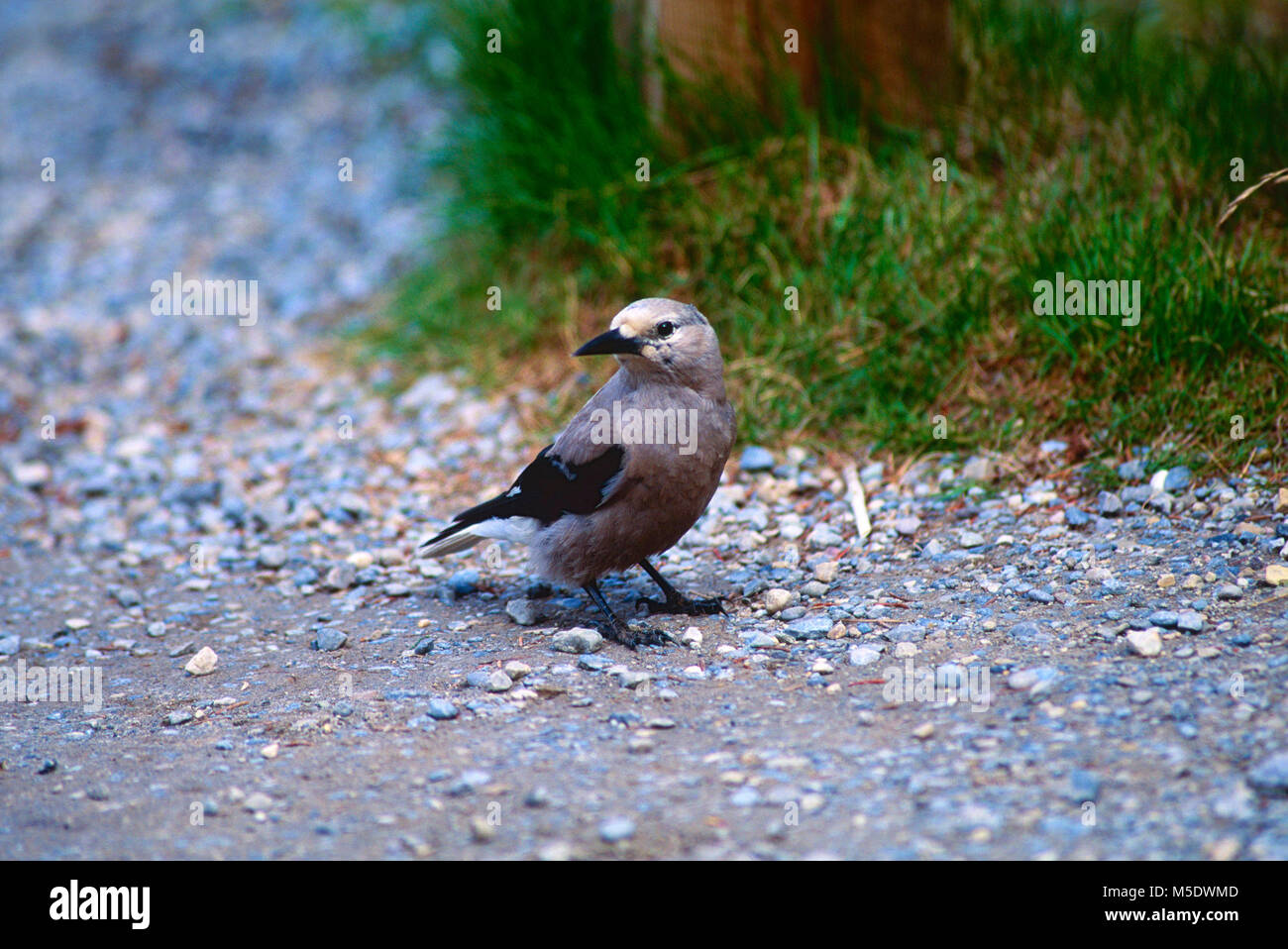 Clark's Nutcracker, Nucifraga columbiana, Corvidae, Nutcracker ...