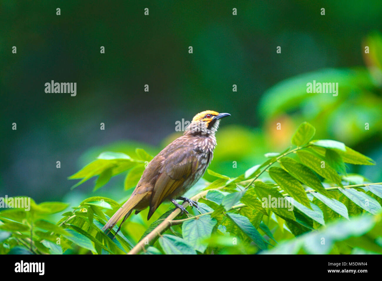 Straw-headed Bulbul, Pycnonotus zeylanicus, Pycnonotidae, Bulbul, bird ...