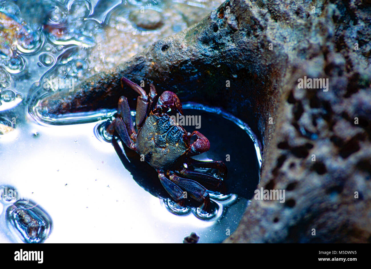 Tree climbing crab, Episesarma sp., Sesamidae, crab, animal, mangrove ...