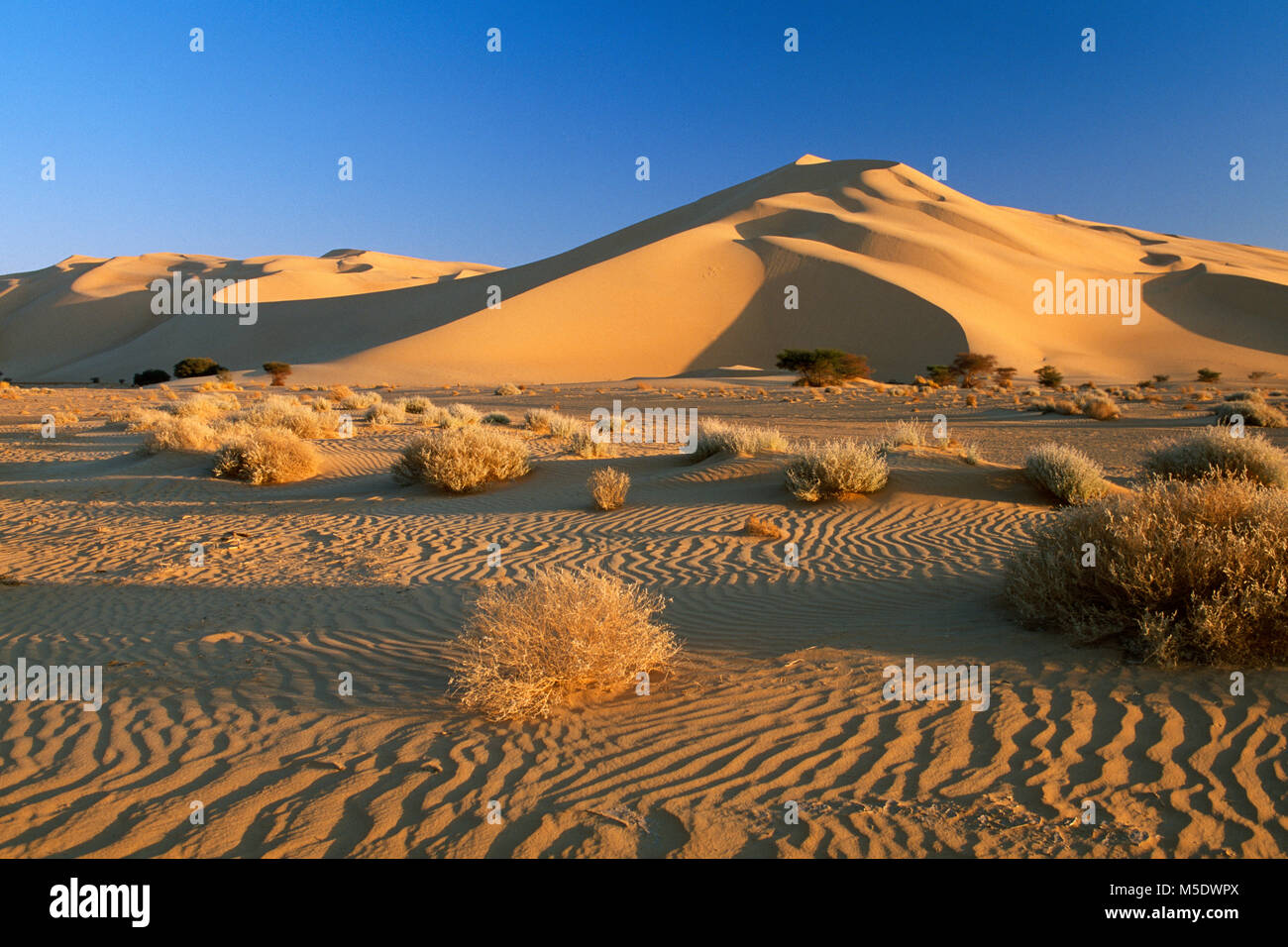 Niger. Agadez. Sahara desert. Sahel. Tenere desert. Sand dunes of Temet ...